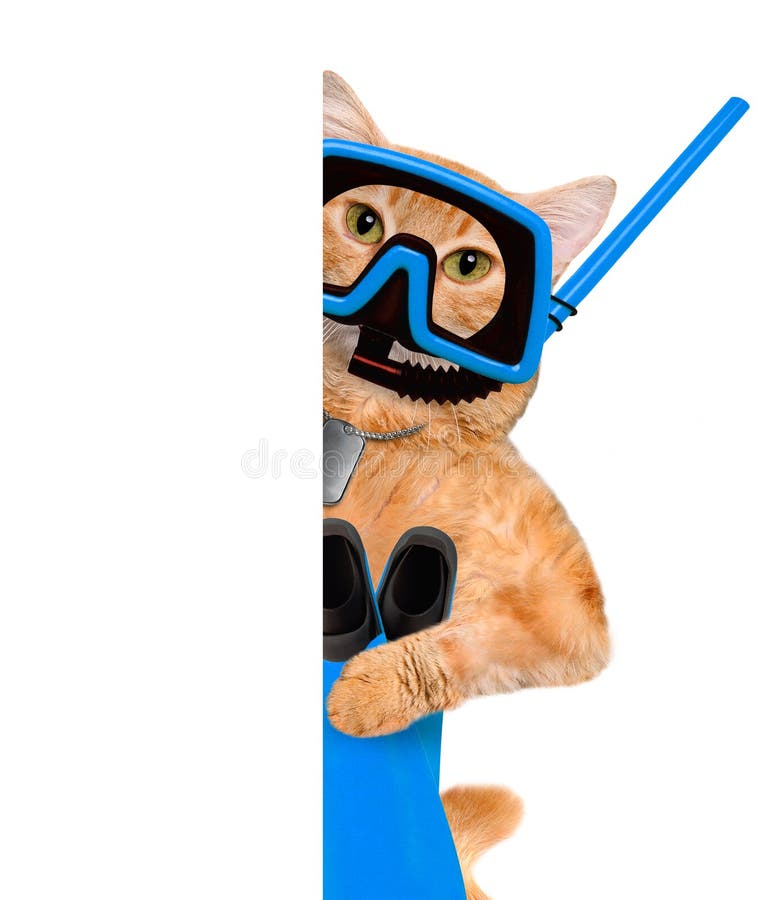 Plongeur de chat photo stock. Image du drôle, costume - 54943902