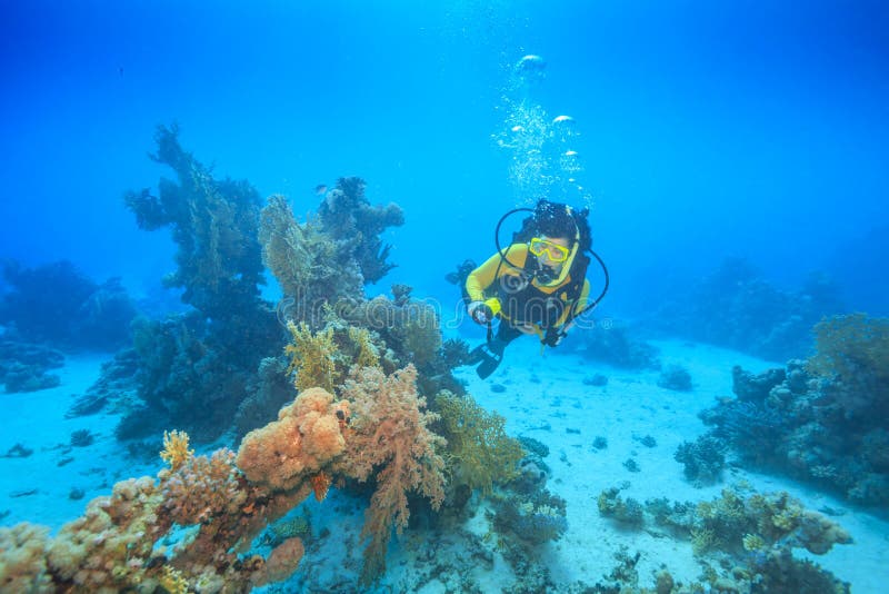 Plongeur En Mer Rouge, Egypte Photo stock - Image du course, récif ...