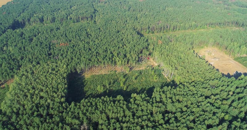 Plot of Cut Forest from the Air, Logging Top View, Panorama of the ...