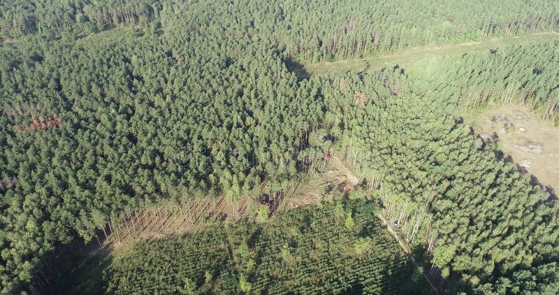 Plot of Cut Forest from the Air, Logging Top View, Panorama of the ...