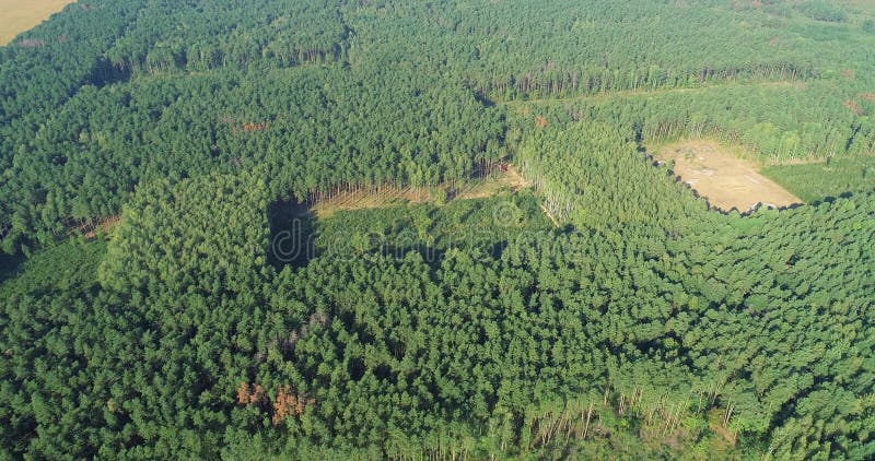 Plot of Cut Forest from the Air, Logging Top View, Panorama of the ...