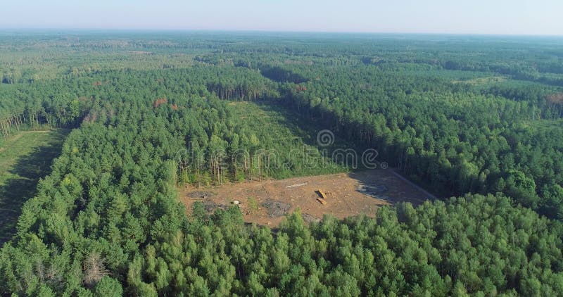 Plot of Cut Forest from the Air, Logging Top View, Panorama of the ...