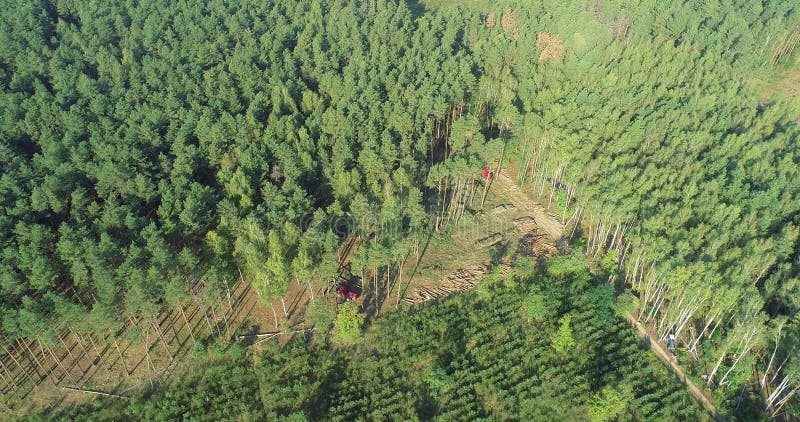 Plot of Cut Forest from the Air, Logging Top View, Panorama of the ...