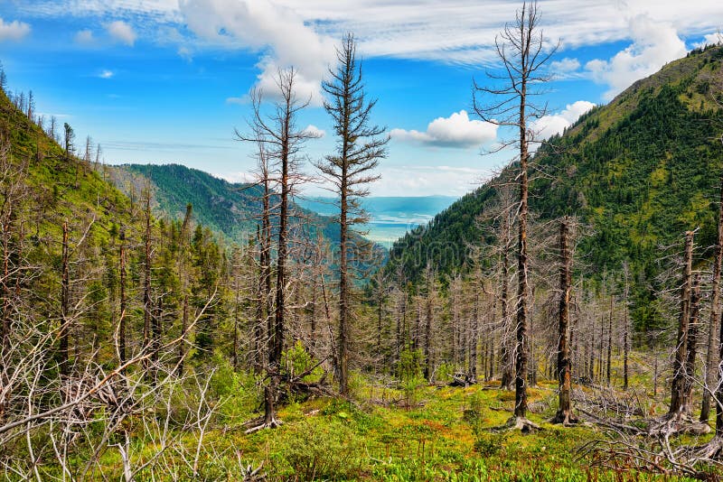Plot is Dead Wood Standing on Vine after Fire Stock Image - Image of ...