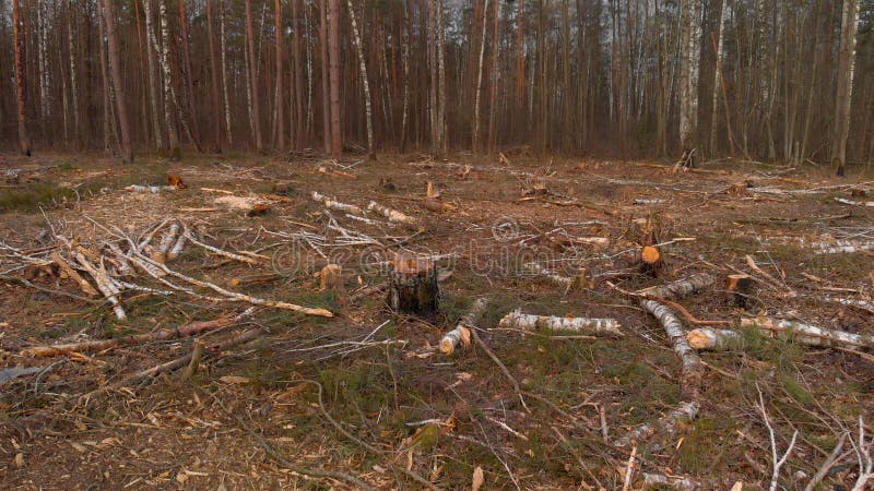 Plot of Destroyed Trees in the Deforestation Zone Stock Image - Image ...
