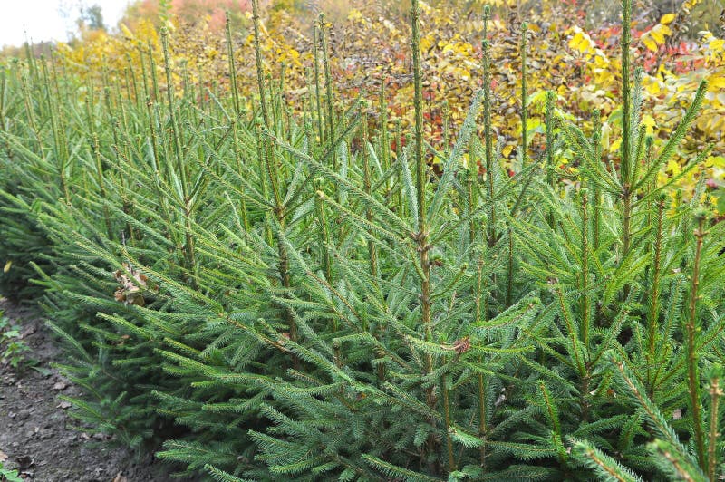 A Plot of Forest for Growing Seedlings of Trees Stock Image - Image of ...