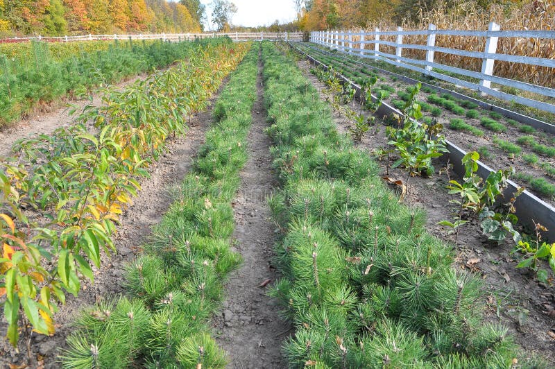 A Plot of Forest for Growing Seedlings of Trees Stock Photo - Image of ...