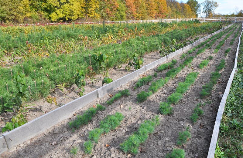 A Plot of Forest for Growing Seedlings of Trees Stock Photo - Image of ...