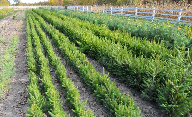 A Plot of Forest for Growing Seedlings of Trees Stock Image - Image of ...