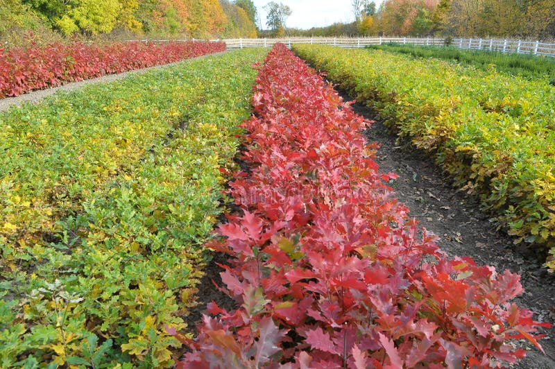 A Plot of Forest for Growing Seedlings of Trees Stock Image - Image of ...