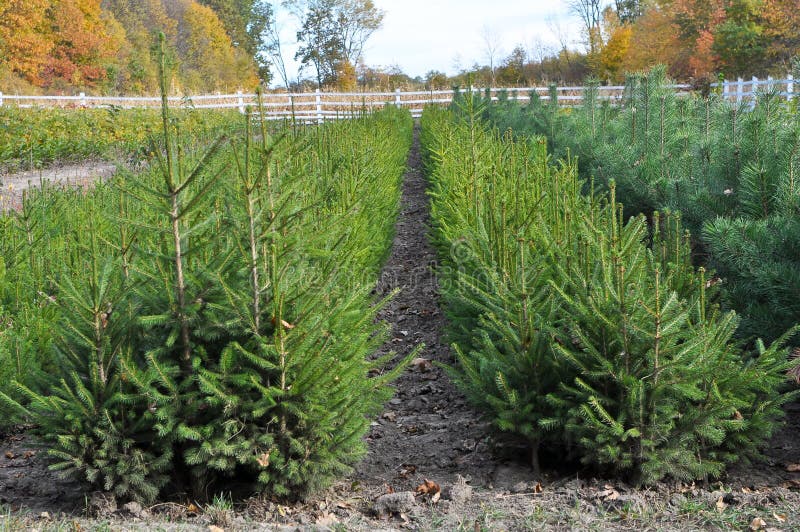 A Plot of Forest for Growing Seedlings of Trees Stock Photo - Image of ...