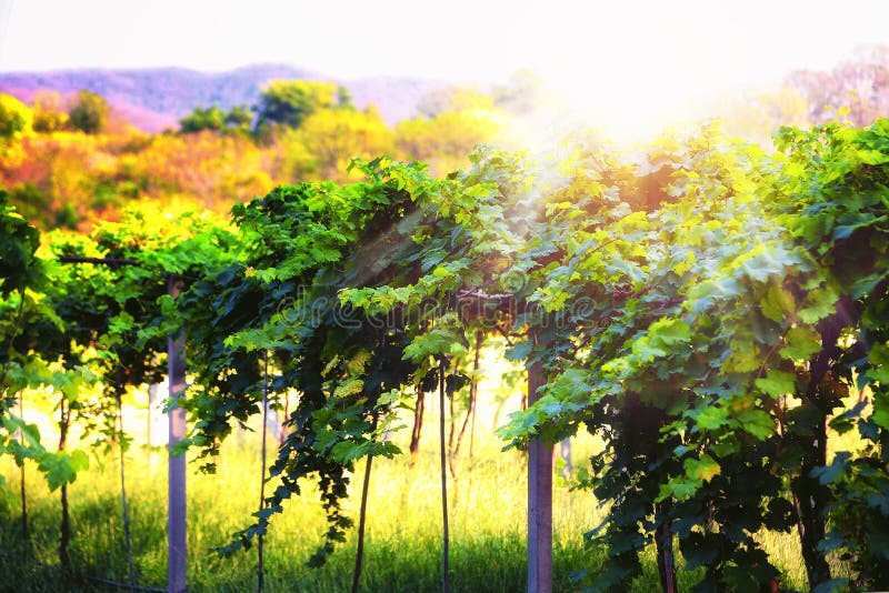 Plot for growing grapes stock image. Image of fresh - 178671799