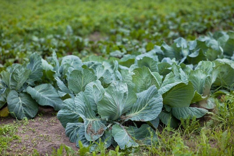 With Fields of Cabbage Closeup Stock Image - Image of plant, closeup ...