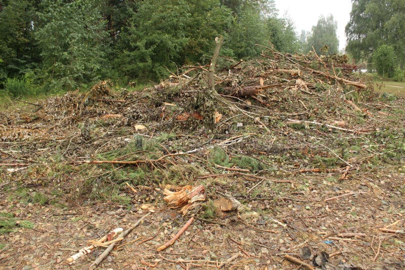 A Plot of Land Cleared of Trees and Bushes Stock Photo - Image of tree ...