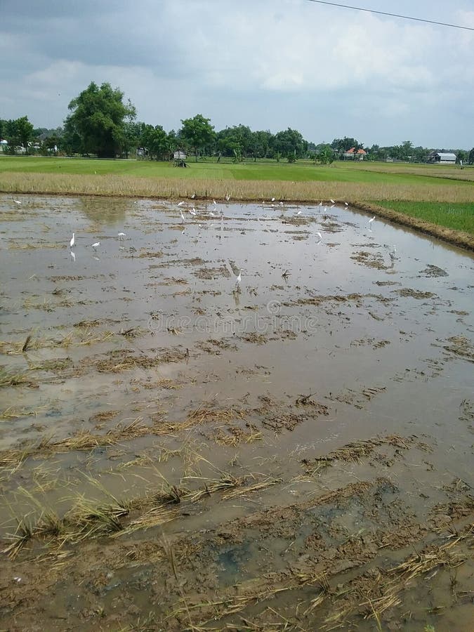 A Plot of Land in the Process of Planting Rice with a Group of Egrets ...