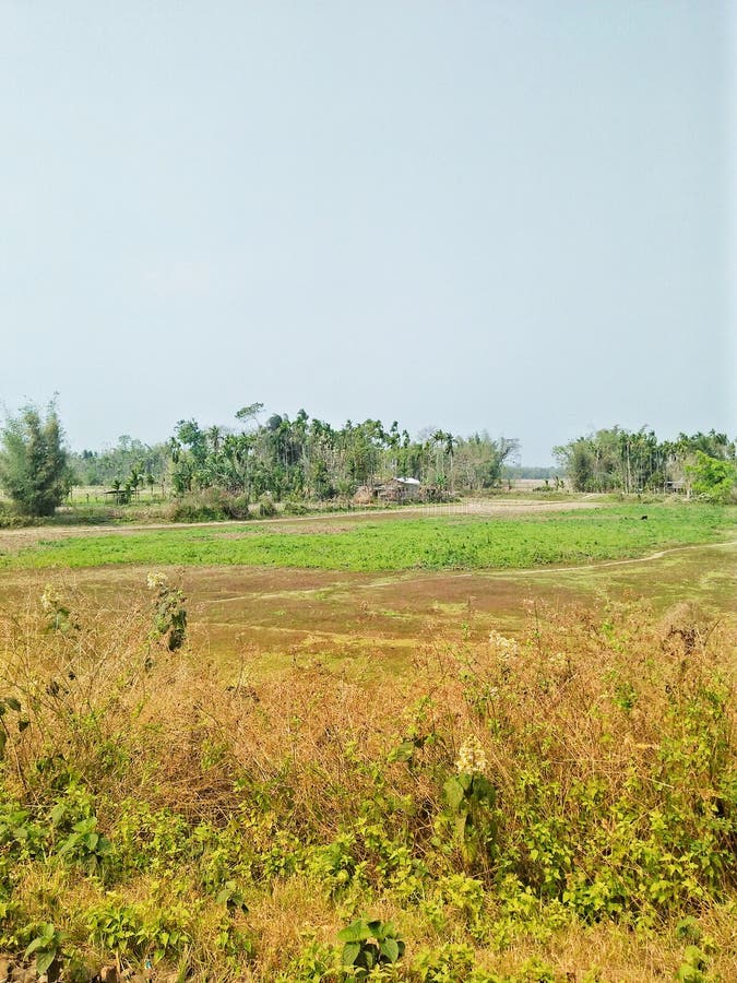 A Plot of Land in Rural Place in Assam Stock Photo - Image of land ...