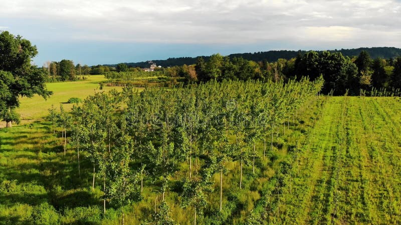 Plot of Land Used for Reforestation, with Young Trees, Aerial. Serene ...