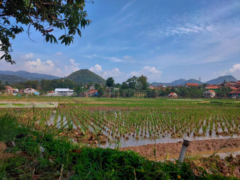 A Plot of Newly Planted Rice Fields in a Sunny Setting Stock Photo ...