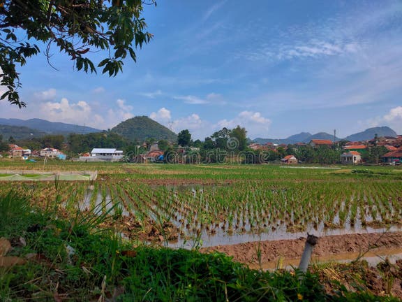 A Plot of Newly Planted Rice Fields in a Sunny Setting Stock Photo ...