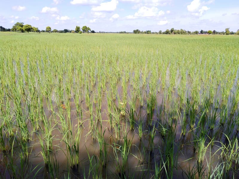 Plots of Growing Jasmine Rice Fields Stock Photo - Image of plots ...