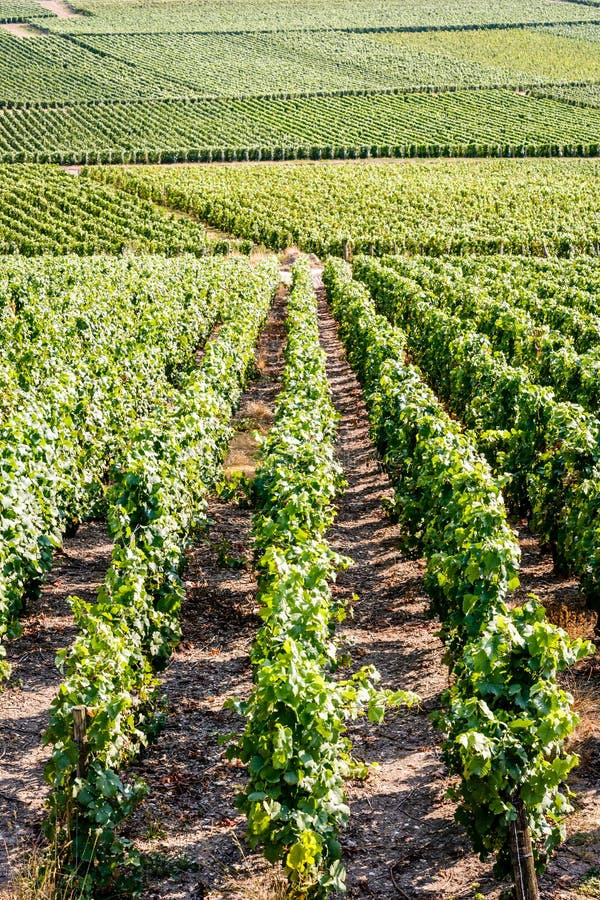 Plots and Rows of Grapevine in the Champagne Vineyard Stock Image ...