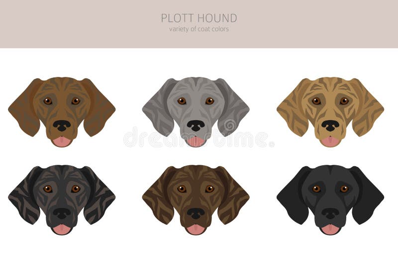 Plott Hound Clipart. Different Poses, Coat Colors Set Stock Vector ...