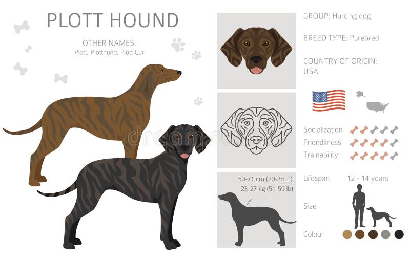 Plott Hound Clipart. Different Poses, Coat Colors Set Stock Vector ...