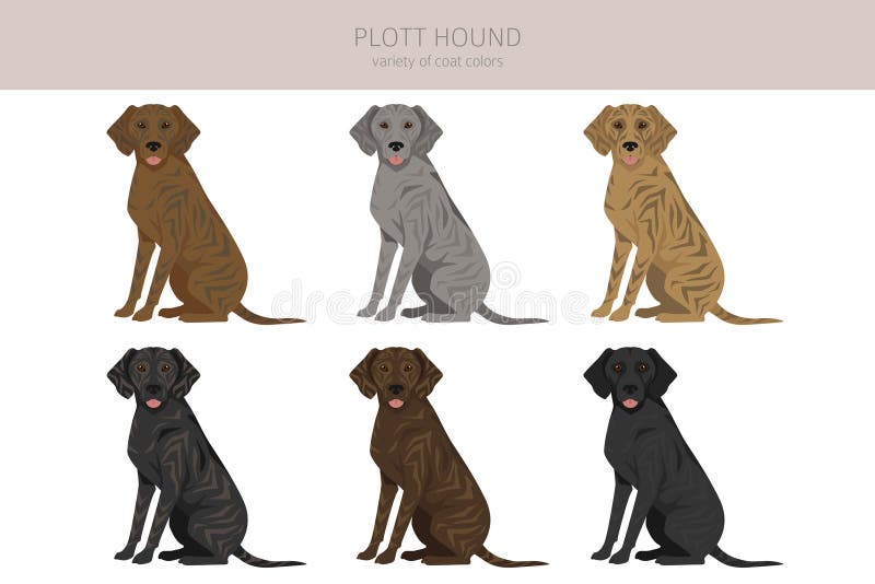 Plott Hound Clipart. Different Poses, Coat Colors Set Stock Vector ...