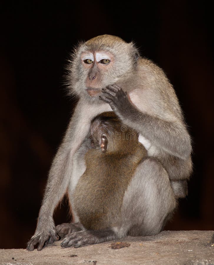 Plotting monkey stock image. Image of evil, nature, mischief - 35718289