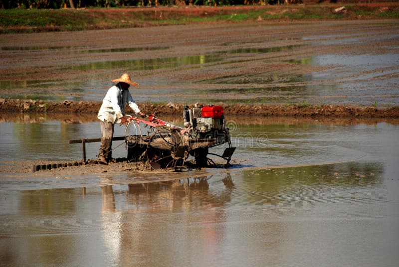 Paddy field stock image. Image of grow, cultivate, cultivation - 1547861