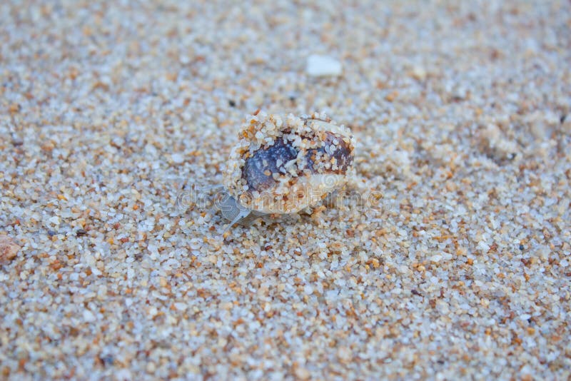Plough Snail (Bullia Digitalis) Stock Image - Image of plough, africa ...