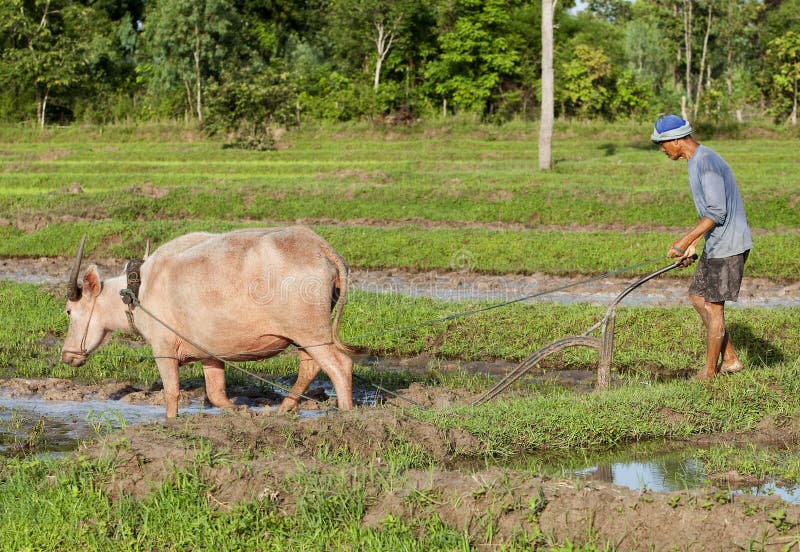 Plough with Water Buffalo, Rice Field Asia Stock Photo - Image of ...