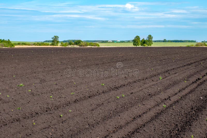 Ploughed Arable Land on the Horizon, the Forest and the Sky Stock Image ...