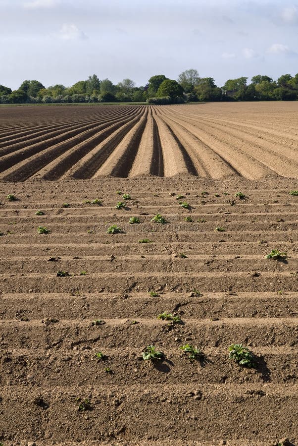 Ploughed Farm Field stock image. Image of brown, crops - 12714063