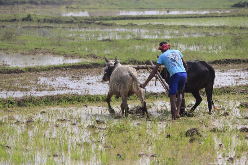 Ploughing the Field with the Help of a Plough-share. Stock Image ...