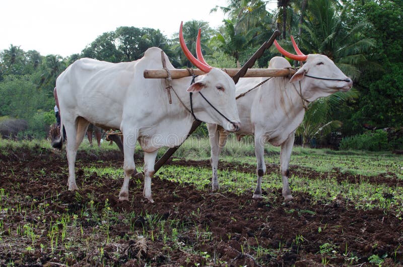 Ploughing of Field by Traditional Method Stock Image - Image of life ...