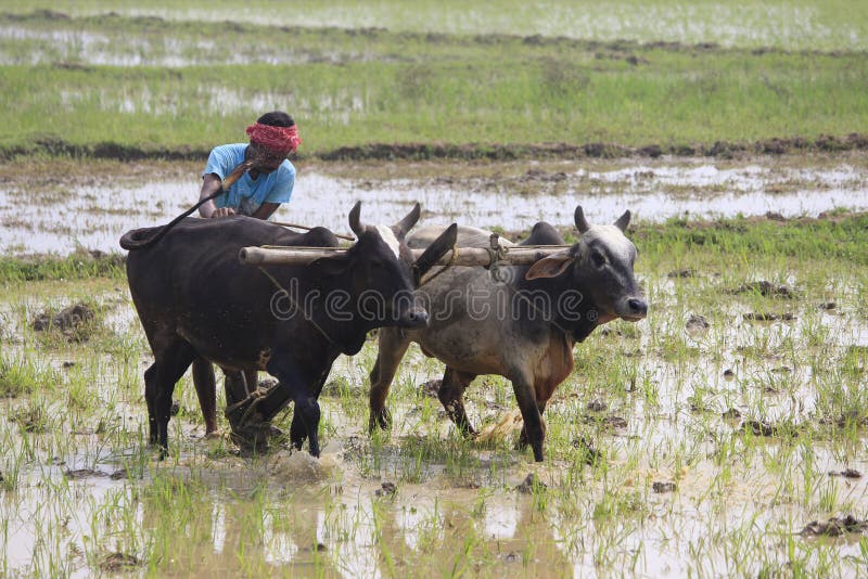 Ploughing. Ploughing the Field with the Help of a Plough-share ...