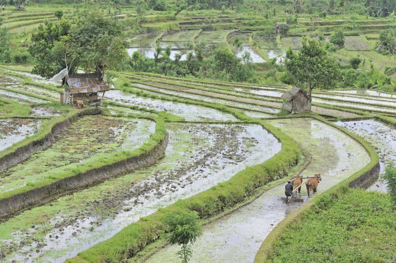 Ploughing rice fields stock photo. Image of terrace, farming - 16749914
