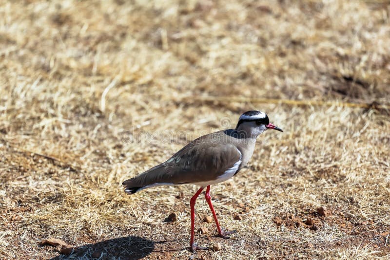 A Plover in the African Bush Stock Photo - Image of wildlife, plover ...