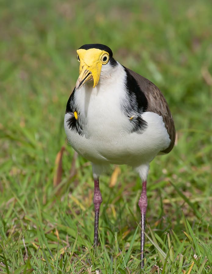 Plover stock image. Image of wild, bird, yellow, grass - 32019003