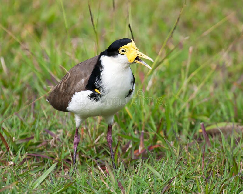 Plover stock image. Image of wildlife, grass, white, yellow - 32019021
