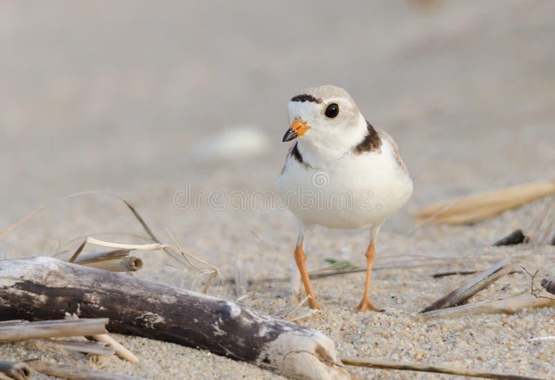 Plover stock image. Image of nature, wild, piping, bird - 94523943