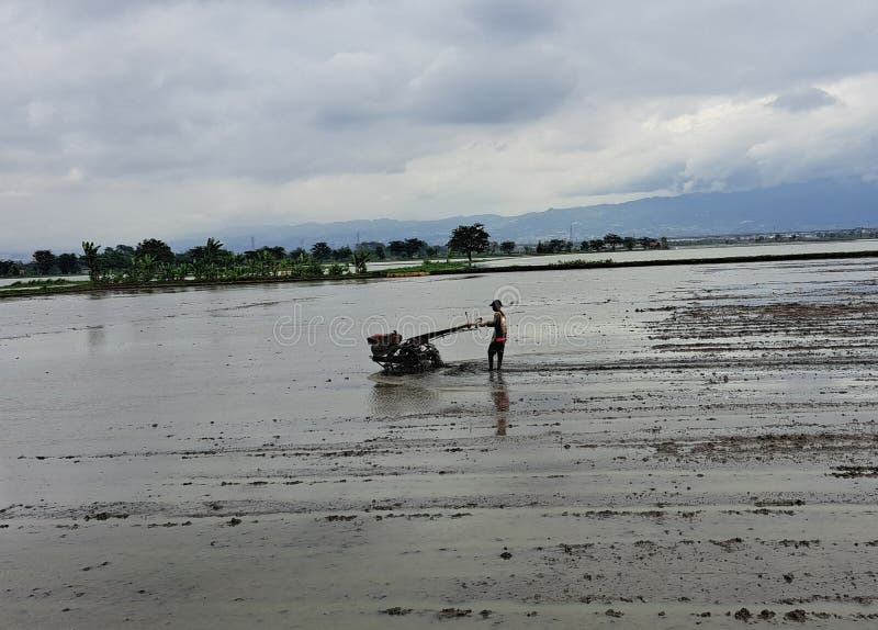 Plow the Land for Rice Plant Stock Photo - Image of work, blue: 353789606