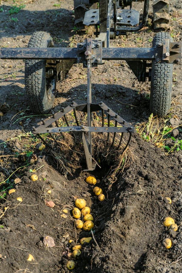 Plow Potato Digger Makes Furrow in Soil of Potato Plantation Stock ...