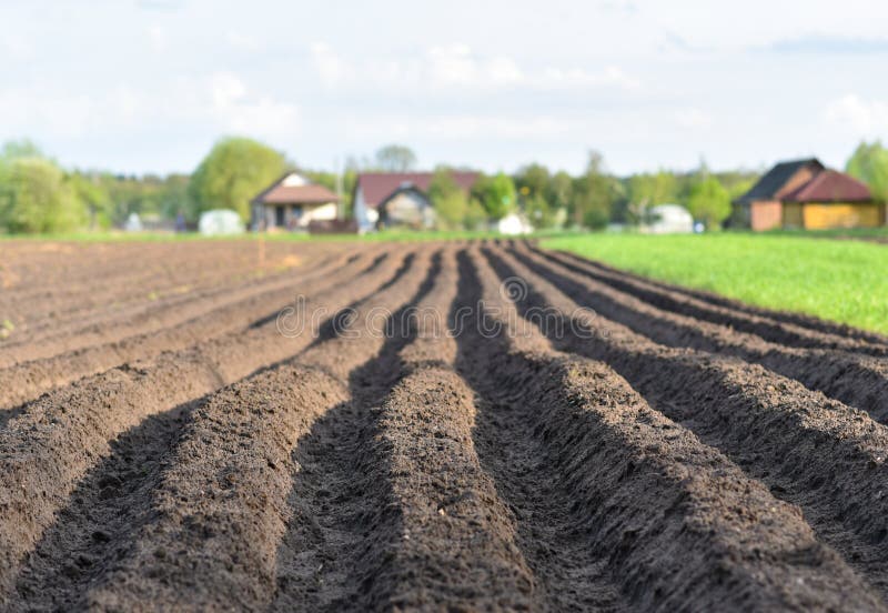 A Field with Furrows in Which Potatoes Grow Stock Image - Image of ...