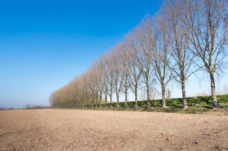 Row of Bare Trees Besides a Stock Image - Image of natural, bare: 30141107