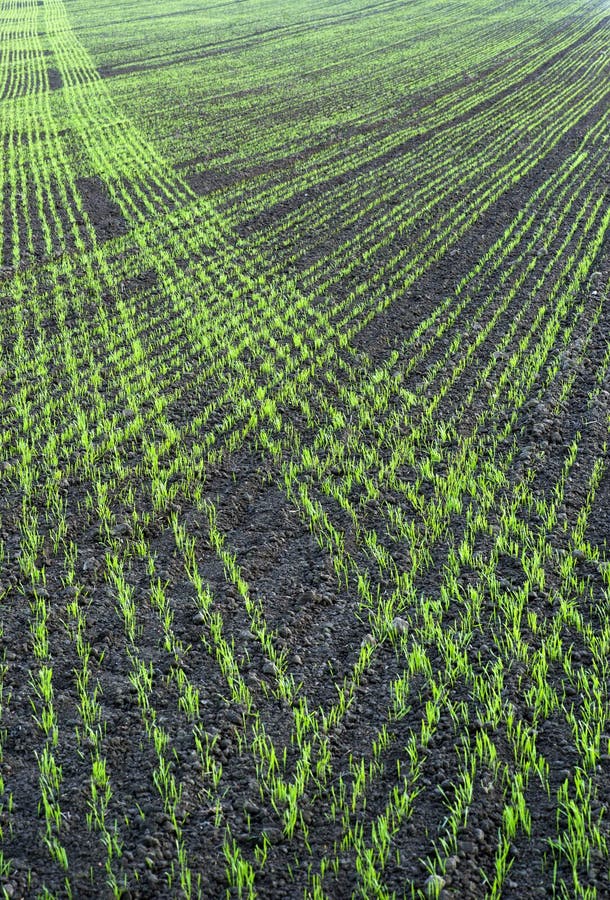 Plowed field stock photo. Image of crop, rural, landscape - 21932216
