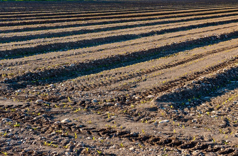 Plowed Field stock photo. Image of furrow, field, farm - 26748106