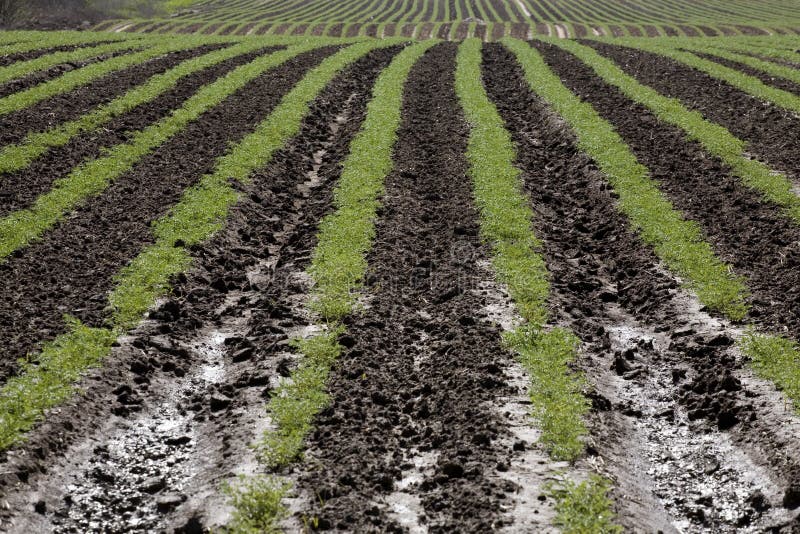 Plowed Field stock photo. Image of spring, bloom, agriculture - 4409052
