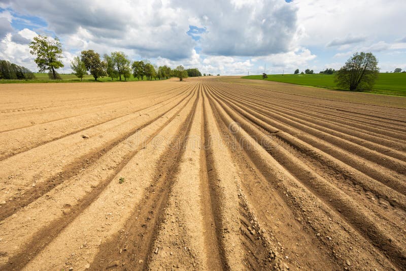 Plowed Field with Potato Furrows and Clouds on Sky Stock Photo - Image ...